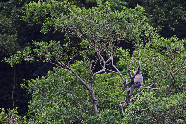 VietNam Birdtour, Testimonials